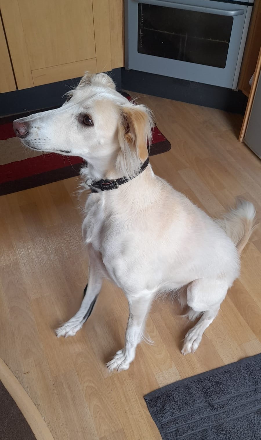 Out and About – SANDYPAWSHAVEN